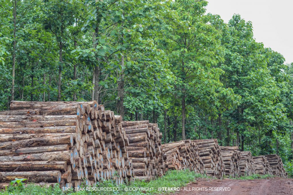 Planted Forest Wood - TRC - Teak